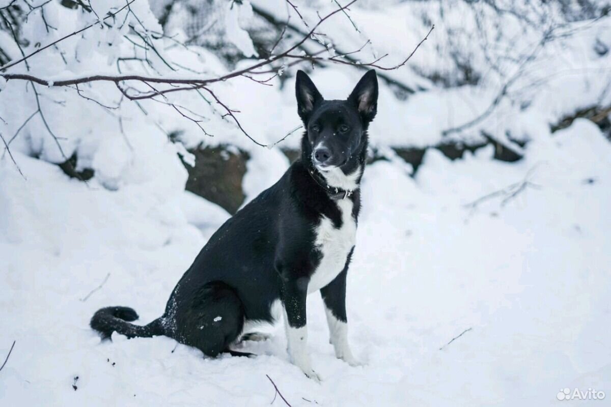 Роскошная Белла - собака в хорошие руки
