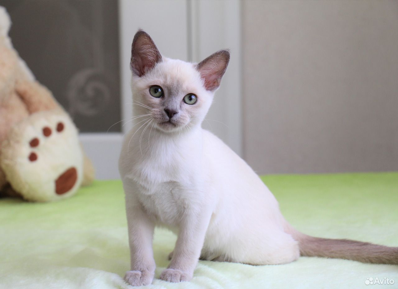 Тонкинская платиновая девочка - Разведение