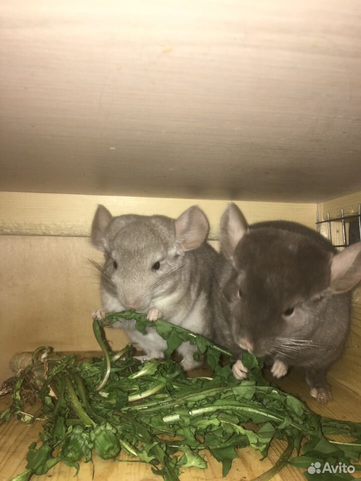 Шиншилла девочка в дорые руки