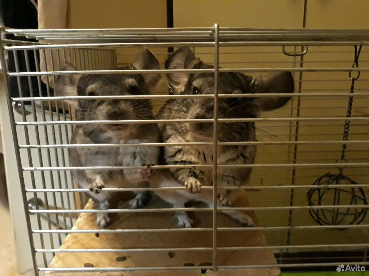 Шиншиллы