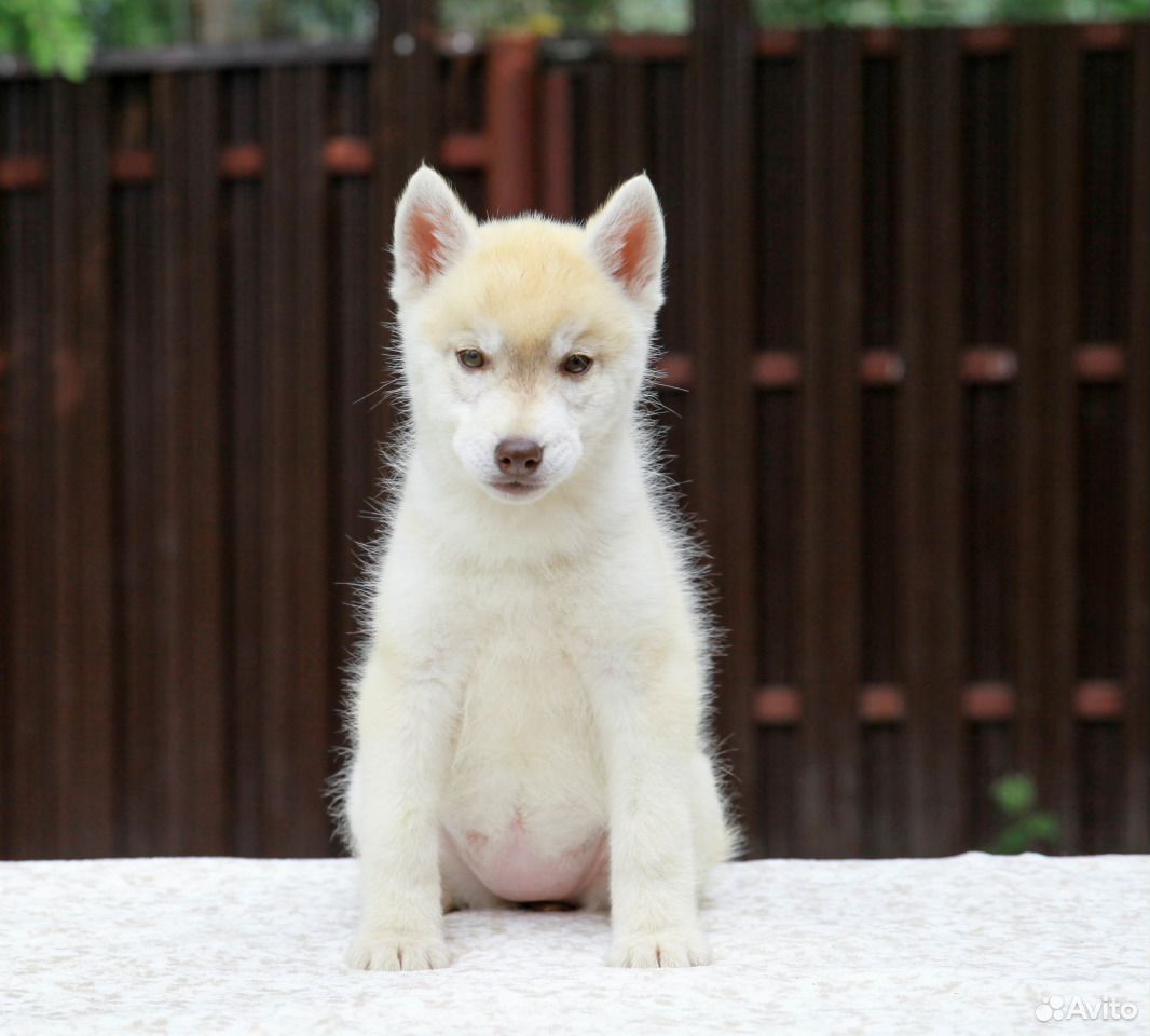 Солнечная девочка хаски из питомника РКФ