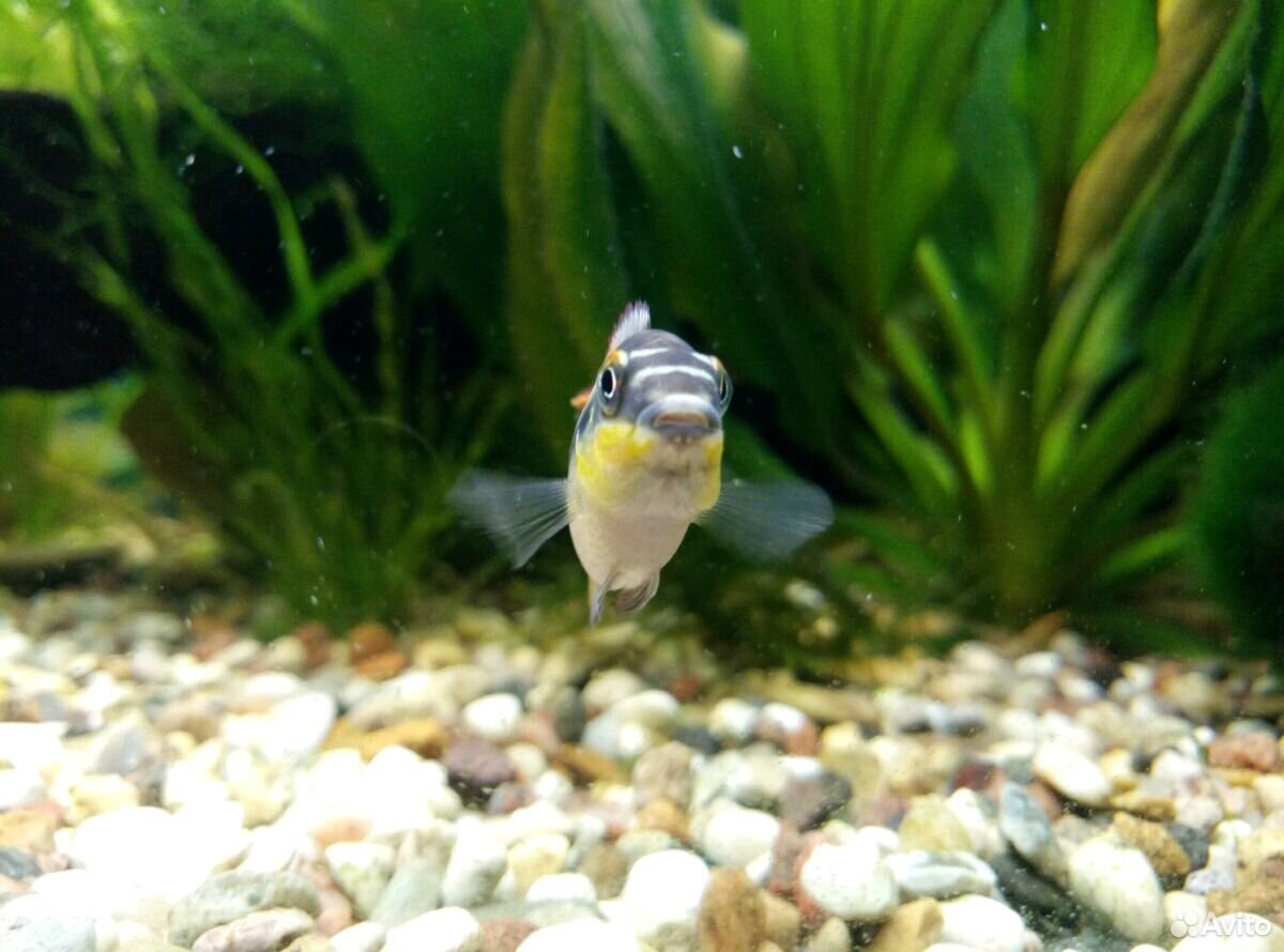 Пельвикахромис пульхер попугайчики