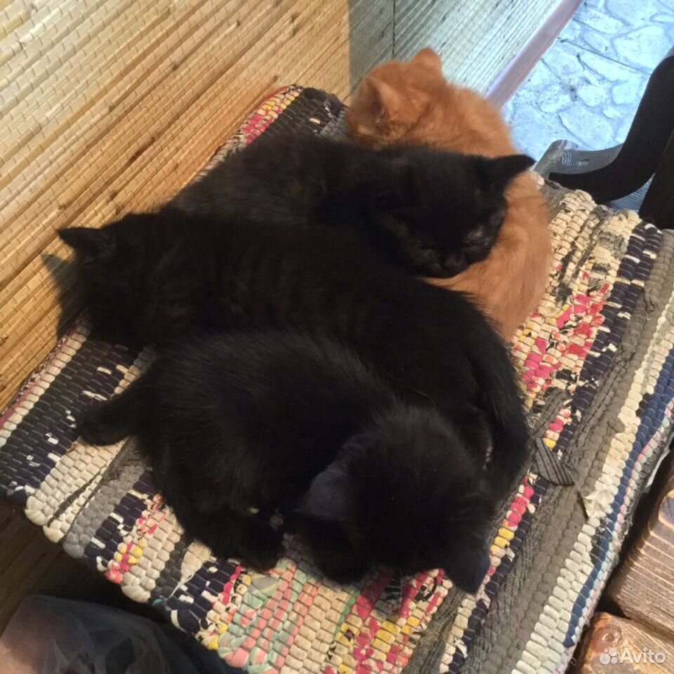 Гремлины, 2 месяца