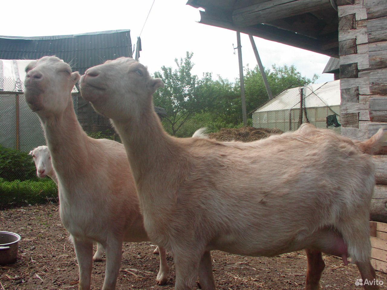 Заанинские козы и ламанча разных возрастов