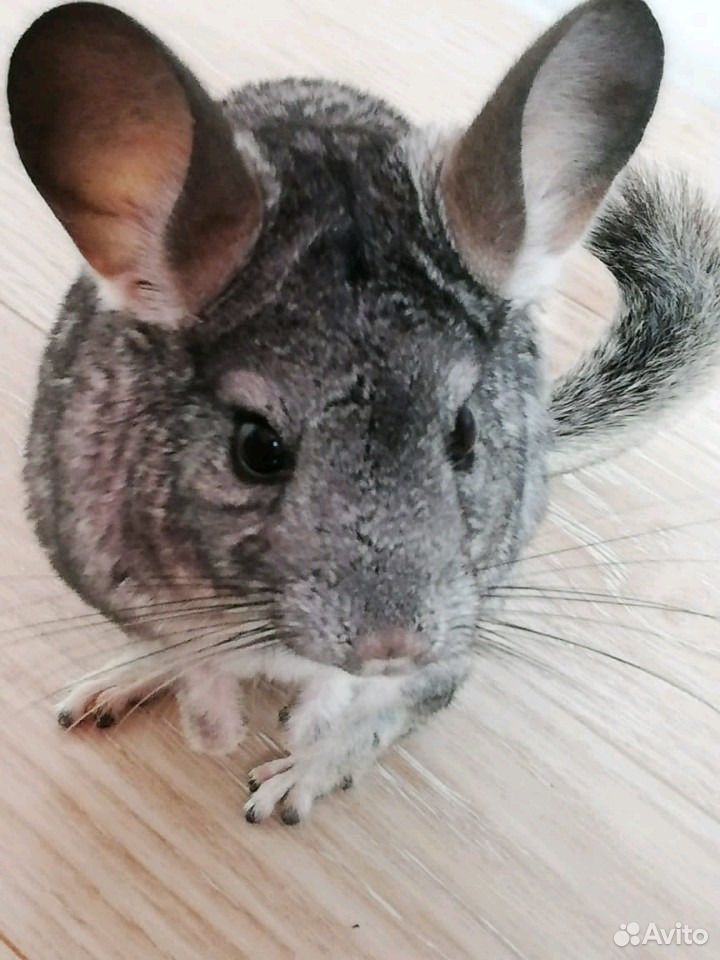 Отдам двух шиншилл