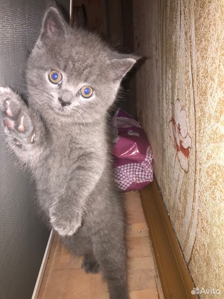 Очаровательные котята-британцы