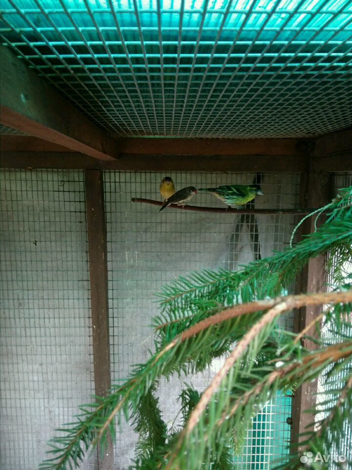 Тигровый астрильд Самка