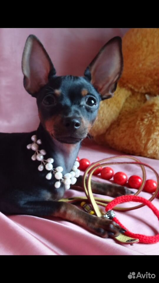 Той терьер девочка красавица стандарт яркая