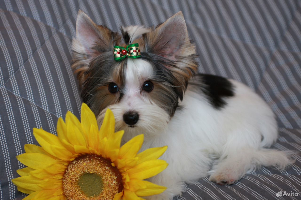 Очаровательный Барон