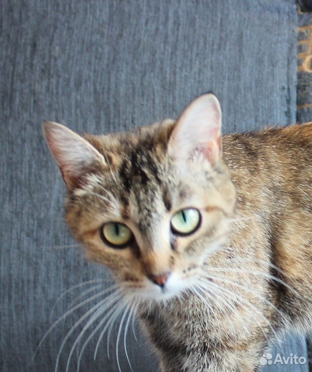 Кошечка Дуся