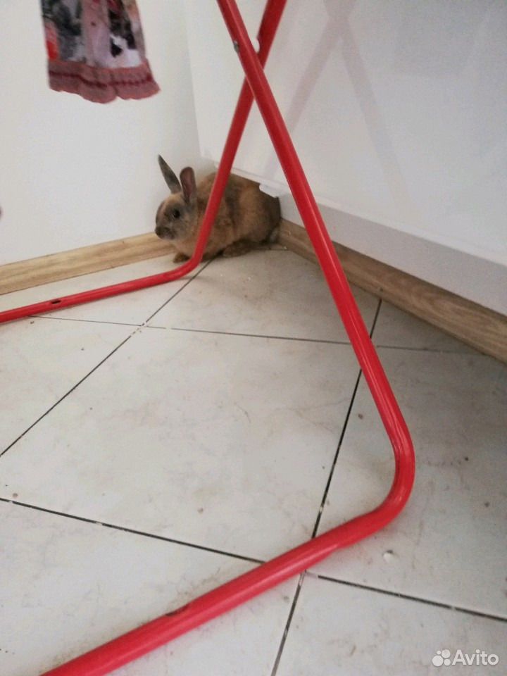 Отдам в добрые руки кролика и крольчиху