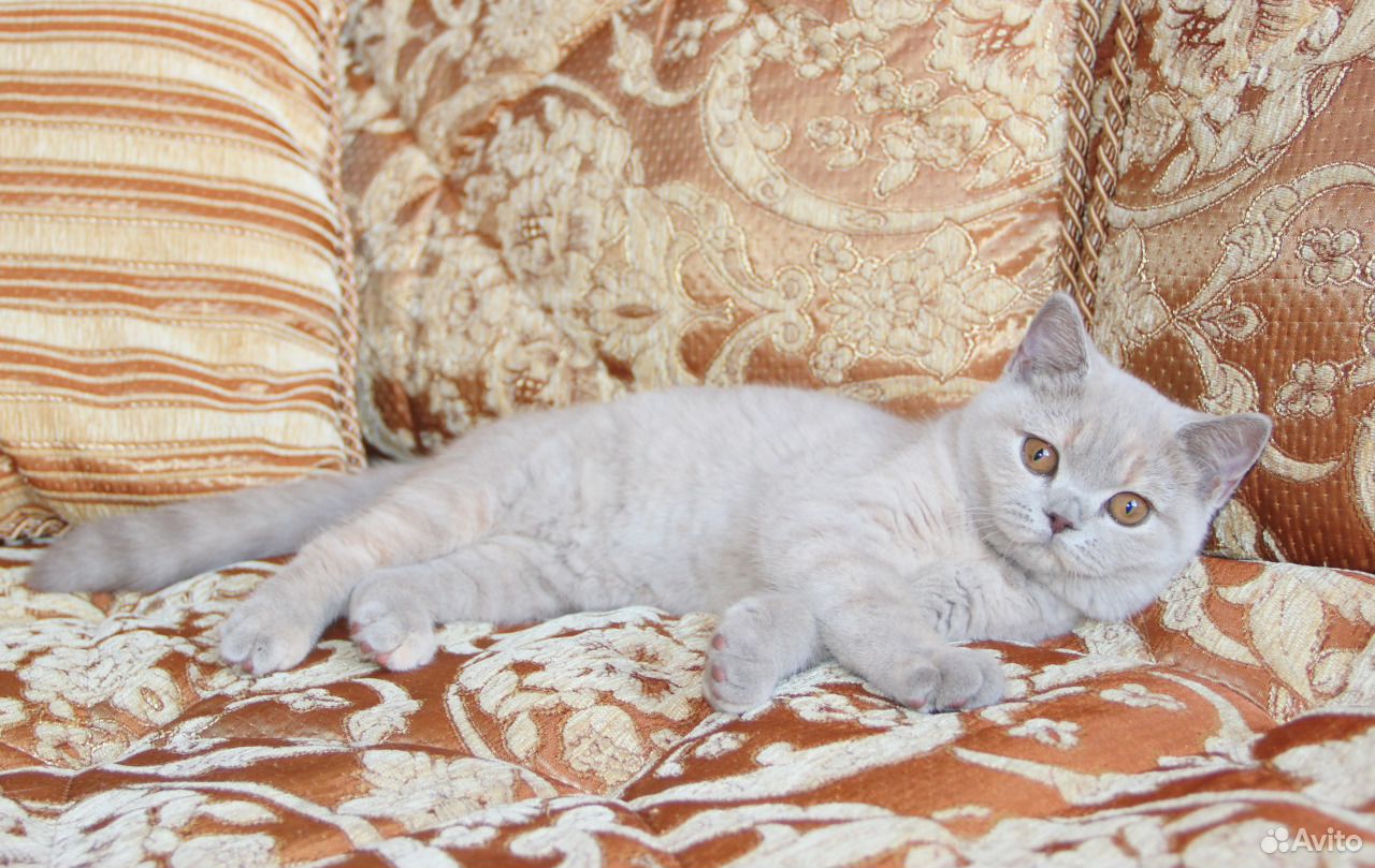 Британский котенок