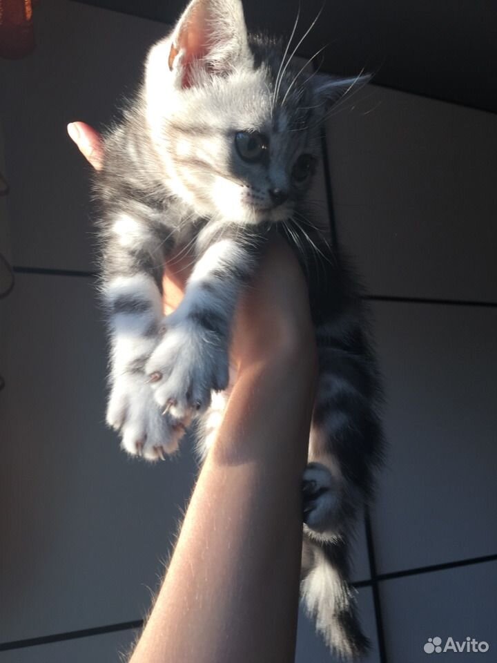 Котятки мраморного окраса