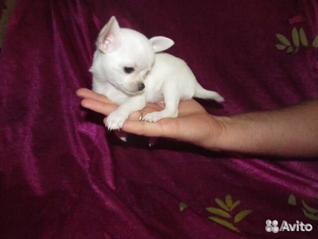 Чихуашки-гламурные крошки