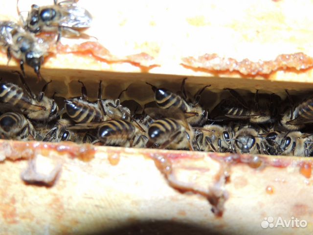 Маток, миролюбивые пчёлы, пчелопакеты