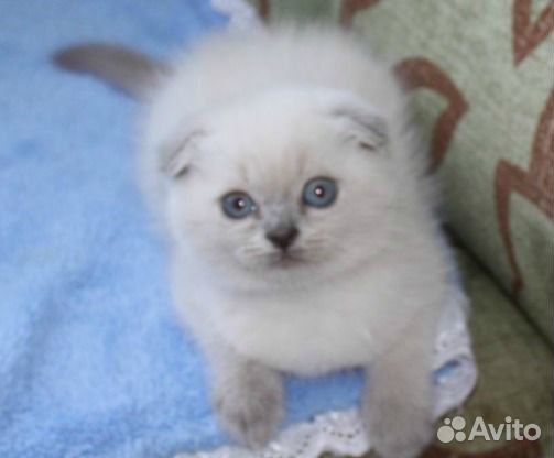 Шотландская вислоухая кошечка