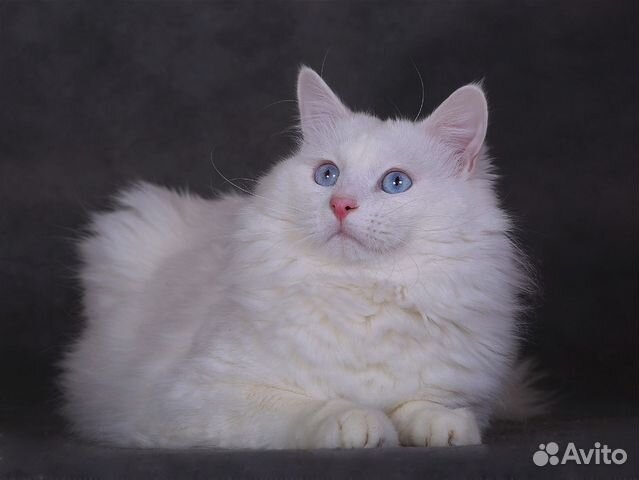 Голубоглазый ласковый Сибирский котик