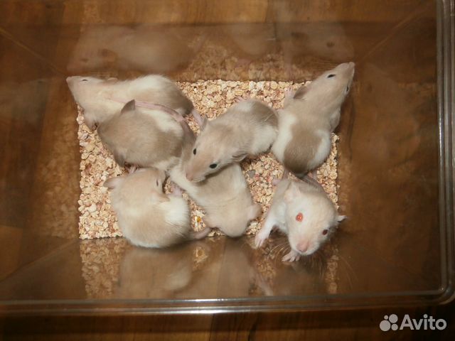 Крысята бежевый капюшон - дамбо