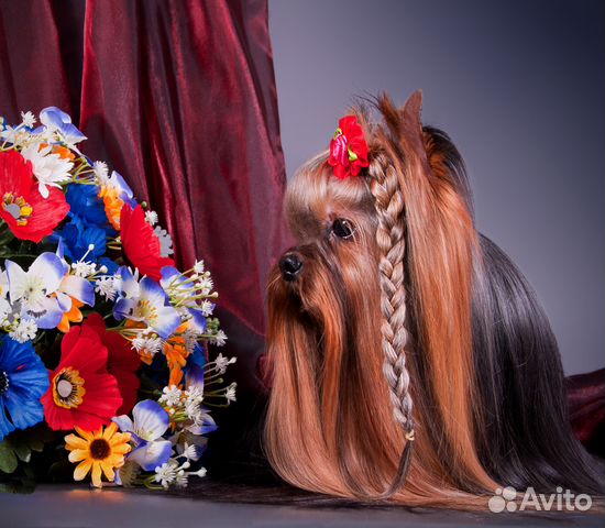 Йоркширский терьер мальчик суперМини вязка