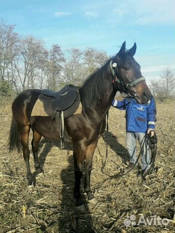 Жеребец чистокровный Английский