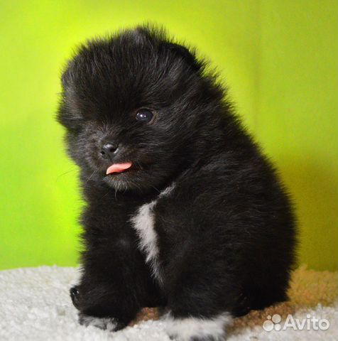 Померанский шпиц чёрный очаровашка