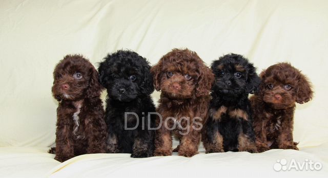 Уникальные малыши кокапу, первое поколение