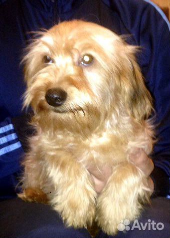 Йоркширский терьер + китайская хохлатая