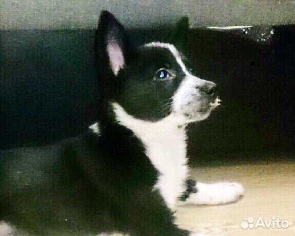 Лайчонок Оджи в добрые руки