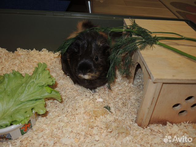 Морская свинка Шуня