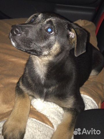 Щенок Эльза в дар