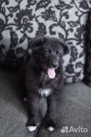 Щенок Дизель ищет свою семью