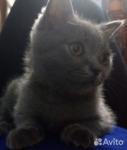 Продам котенка