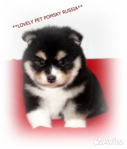 Осталась последняя шикарная девочка помски