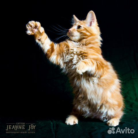 Берендей, лучший котенок помета