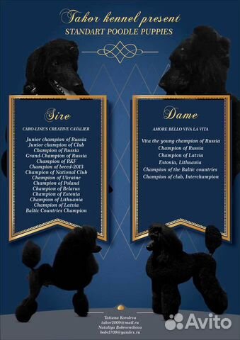 Щенки большого пуделя чёрного окраса