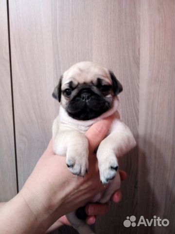 Девчушки мопсюшки