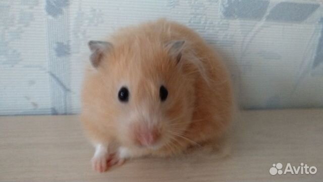 Хомячок девочка. Ангорский персик