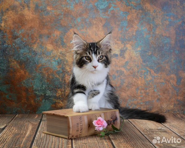 Благородный котик редкого окраса