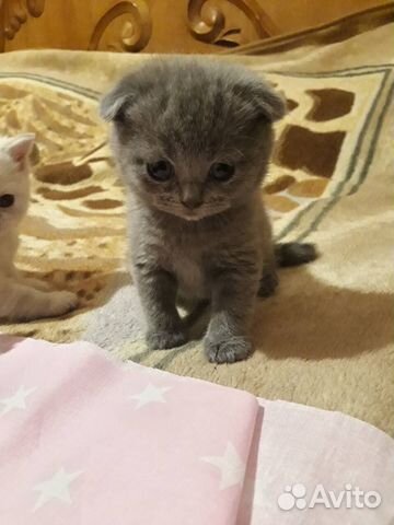 Шотландские котята