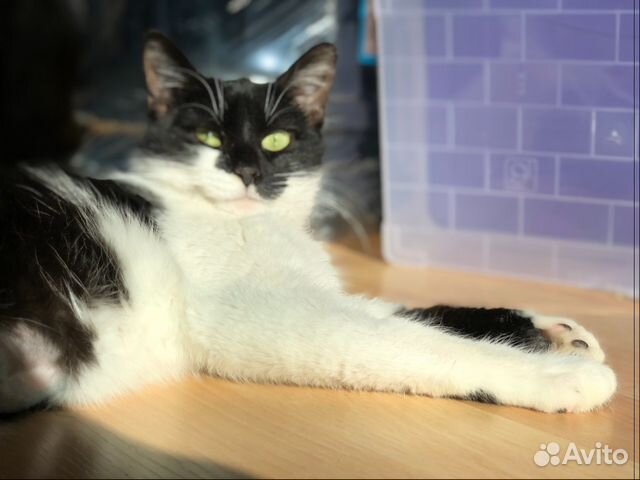 Сказочная красавица Пешка (Масяня)