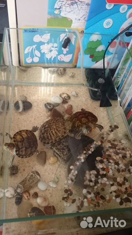 Красноухие черепахи