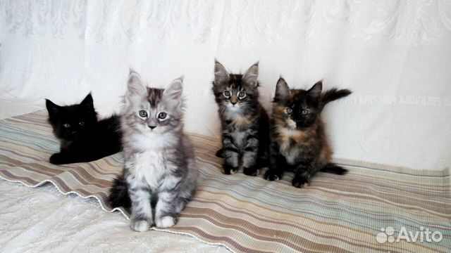 Очень ласковые котята Мейн-кун
