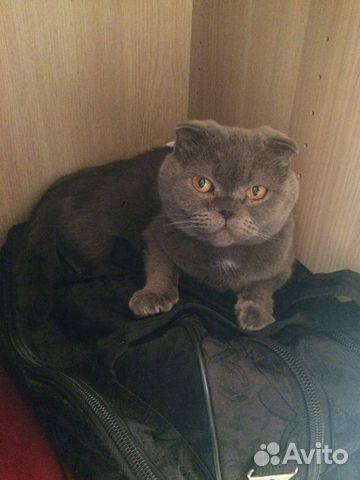 Шотландская