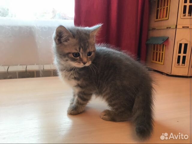 Шотландская кошечка-красотка