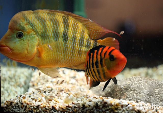 Цихлазомы и другие американские цихлиды