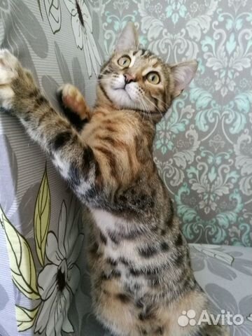 Бенгальская кошка (7 мес) в добрые руки