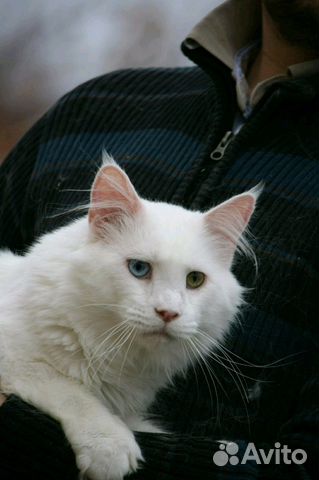 Кот 1год, разные глаза