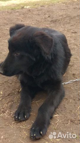 Восточно европейская овчарка