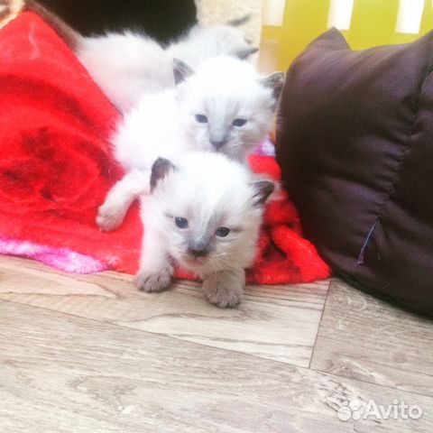 Сиамские малыши ждут своих хозяев