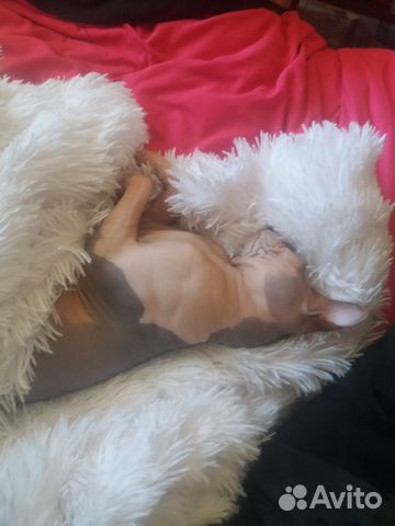 Канадский сфинкс